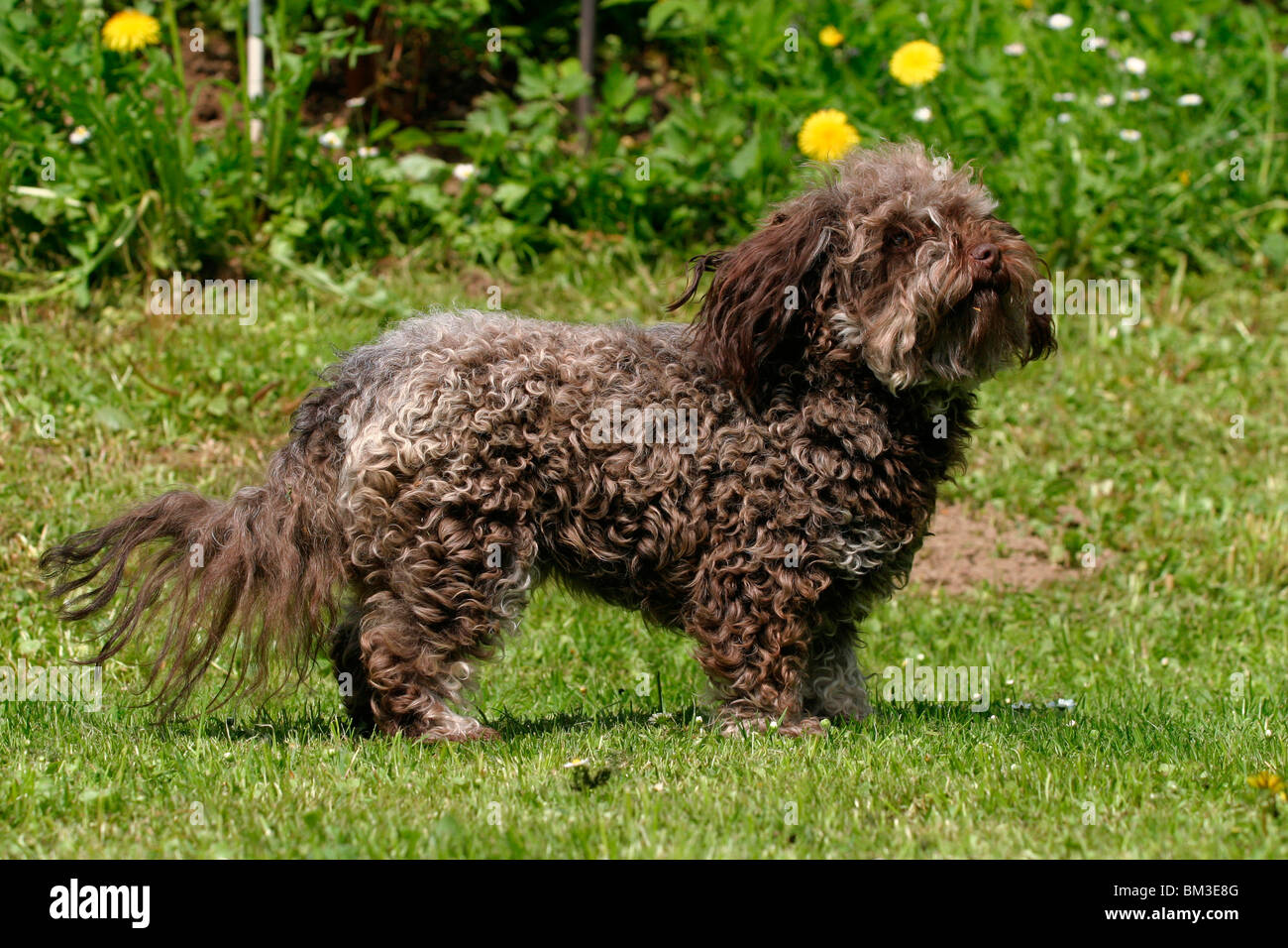 Bolonka adult standing hi-res stock photography and images - Alamy