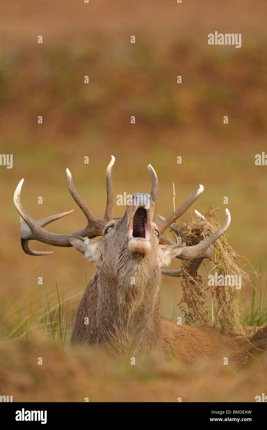 Red deer stag bugling hi-res stock photography and images - Alamy