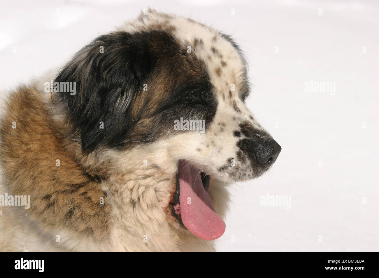 Moskauer wachhund moscow watchdog hi-res stock photography and images ...