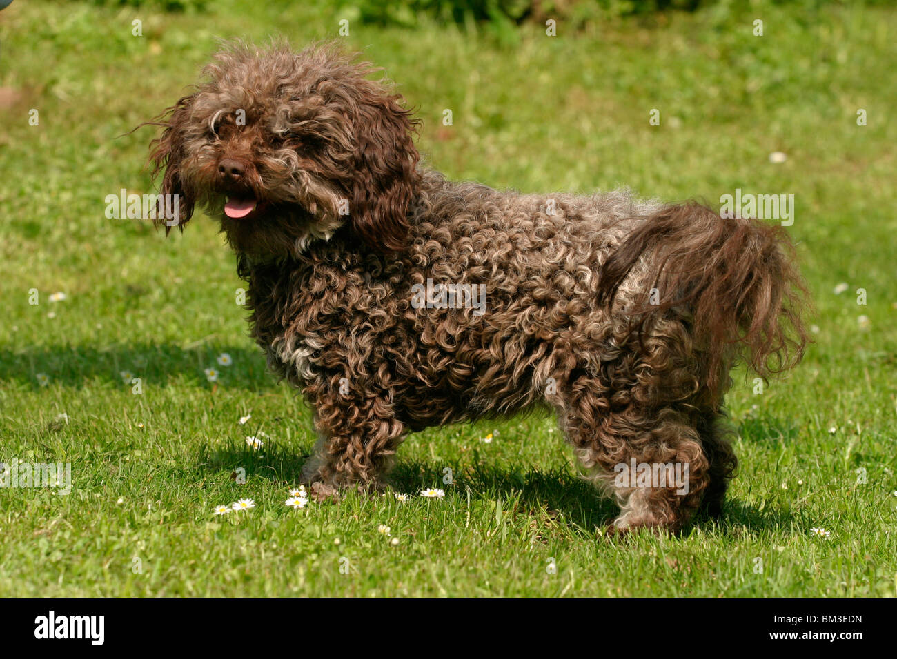 Bolonka adult standing hi-res stock photography and images - Alamy