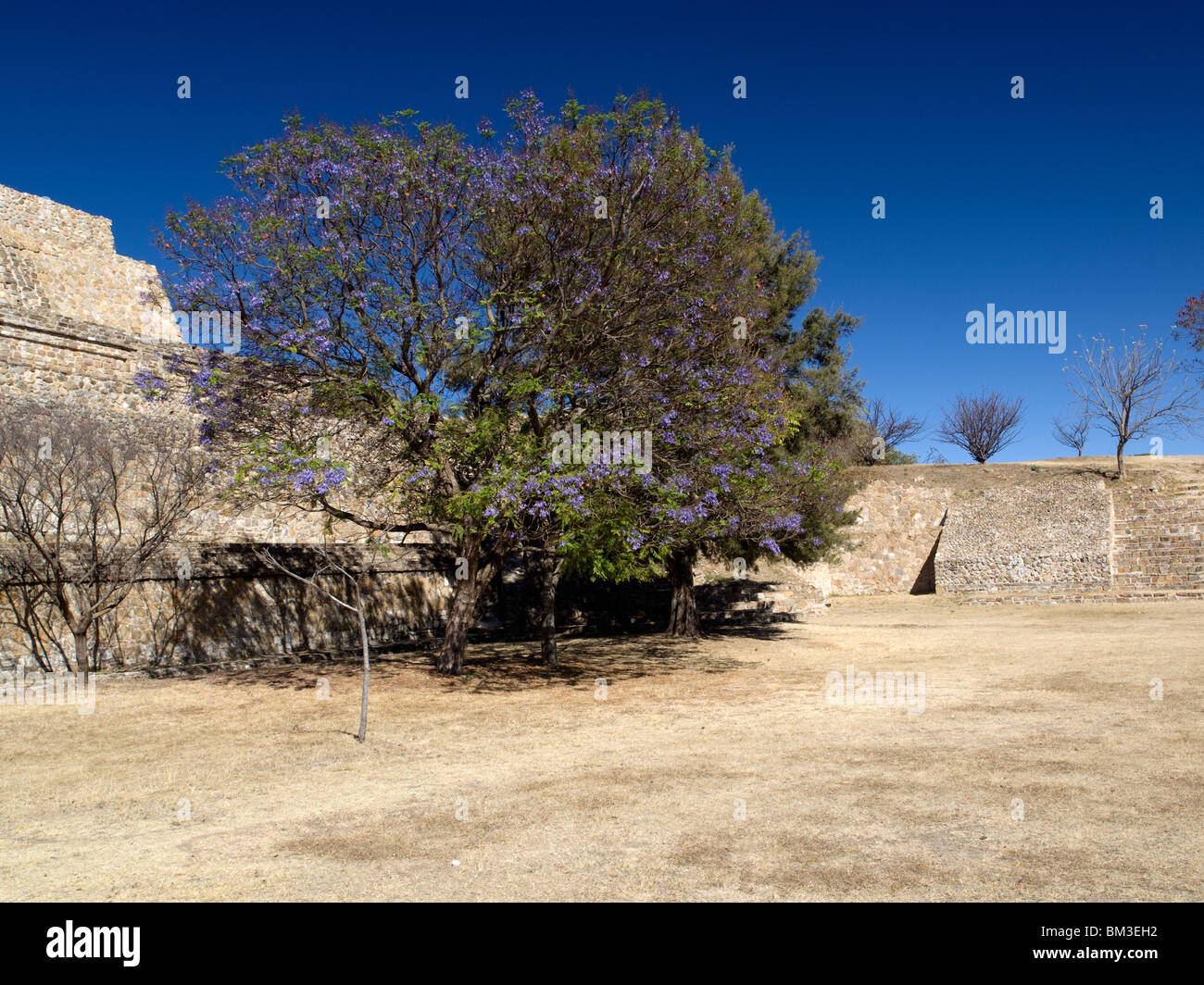 A flowering tree in the dry season in the ruins of the ancient Zapotec ...