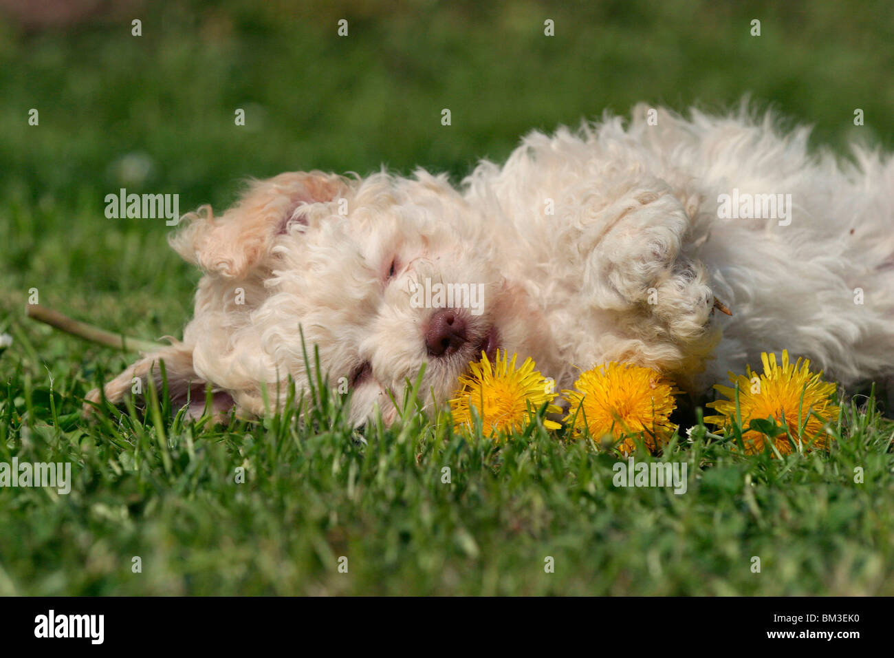 Bolonka zwetna Welpe / Bolonka zwetna puppy Stock Photo - Alamy