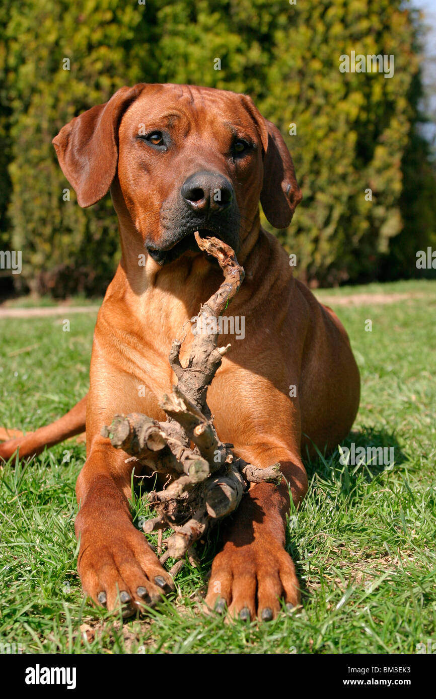 liegender / lying Rhodesian Ridgeback Stock Photo - Alamy