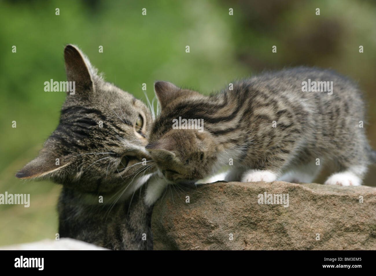 Mutter mit Kätzchen / mother with kitten Stock Photo - Alamy