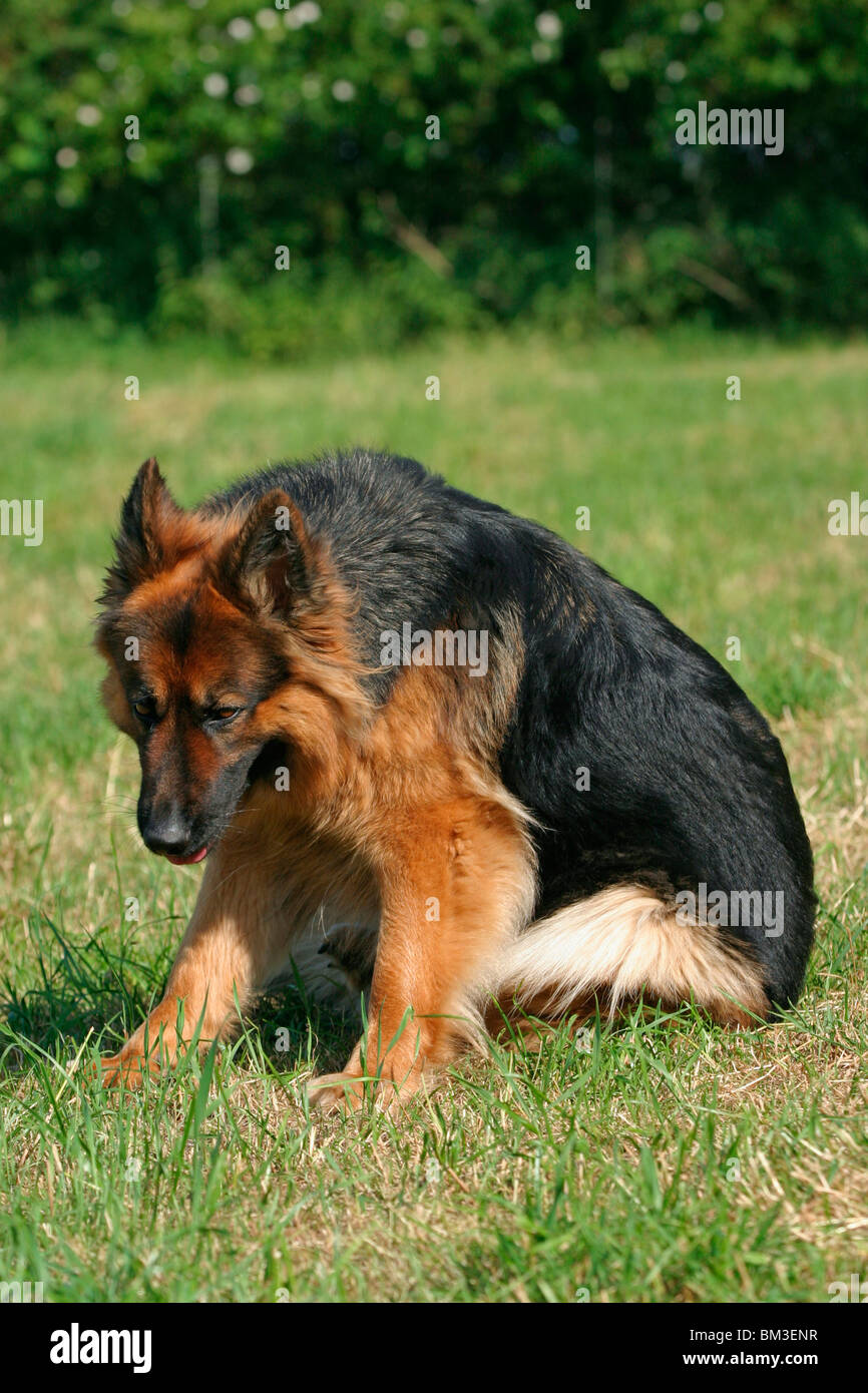 Hund Juckt Sich