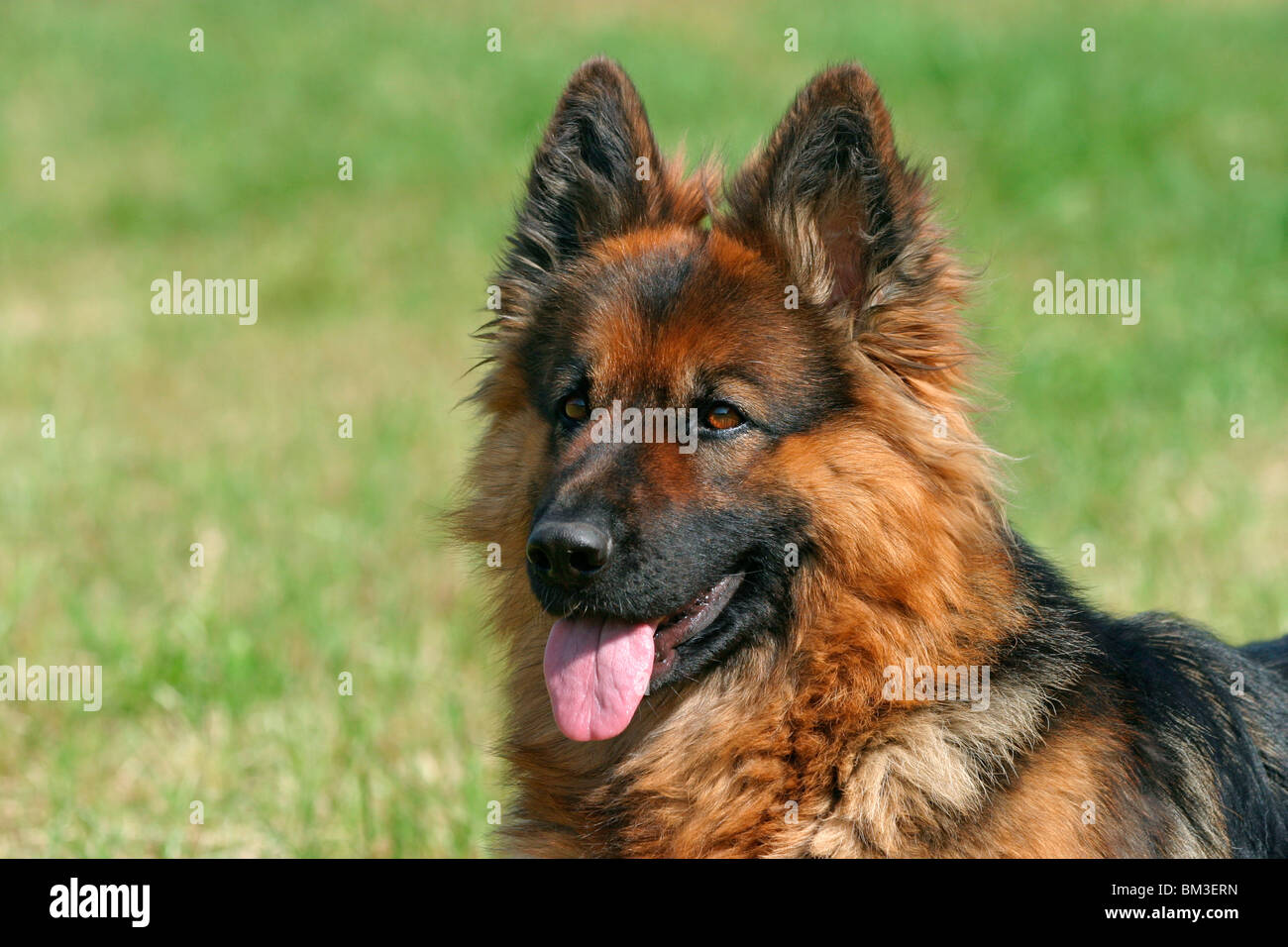 Schäferhund Portrait / german shepherd portrait Stock Photo - Alamy