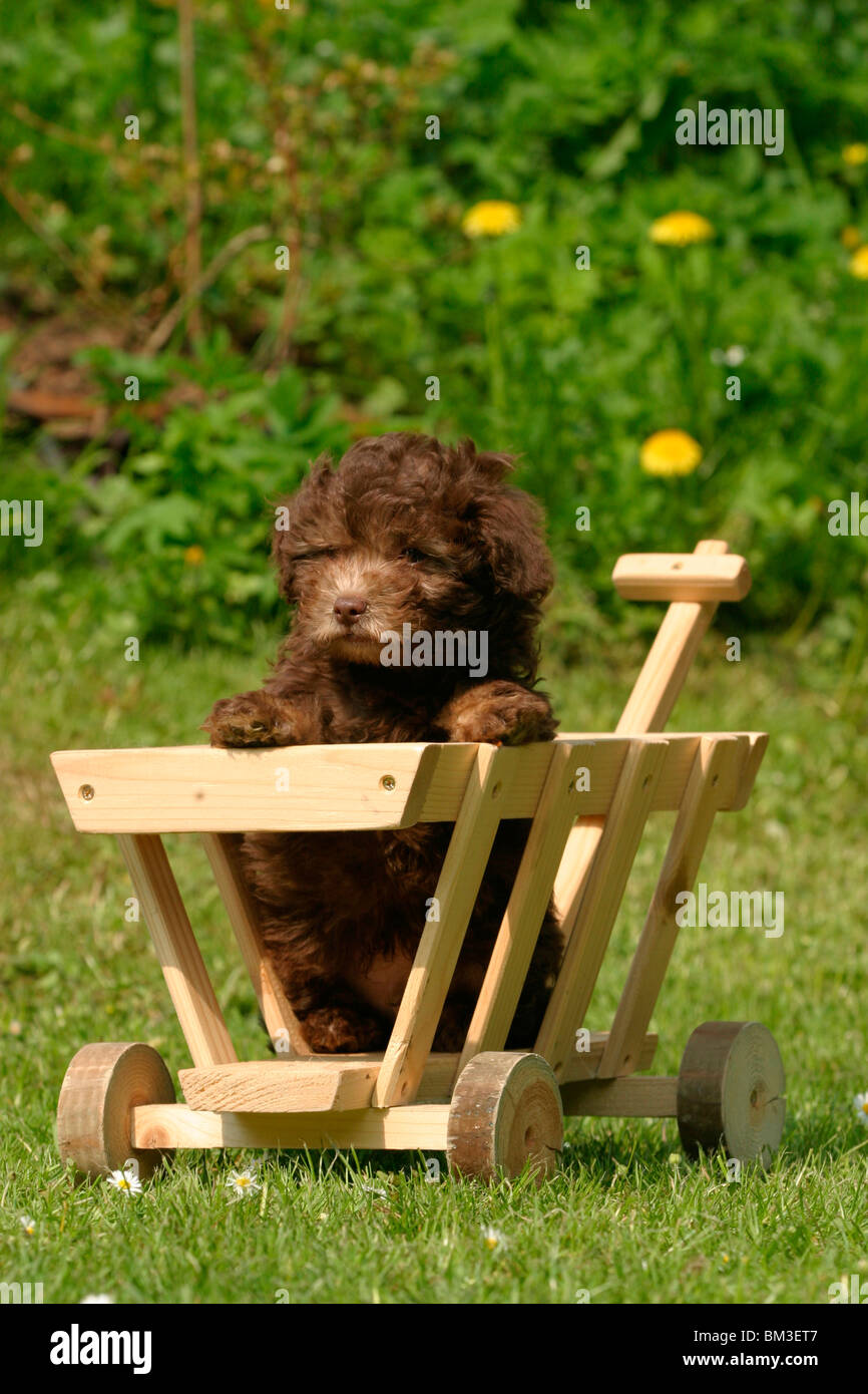 Bolonka zwetna Welpe / Bolonka zwetna puppy Stock Photo - Alamy
