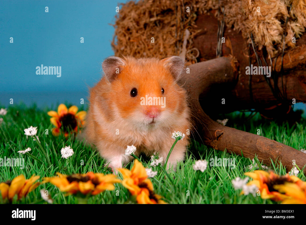 Teddyhamster / hamster Stock Photo - Alamy