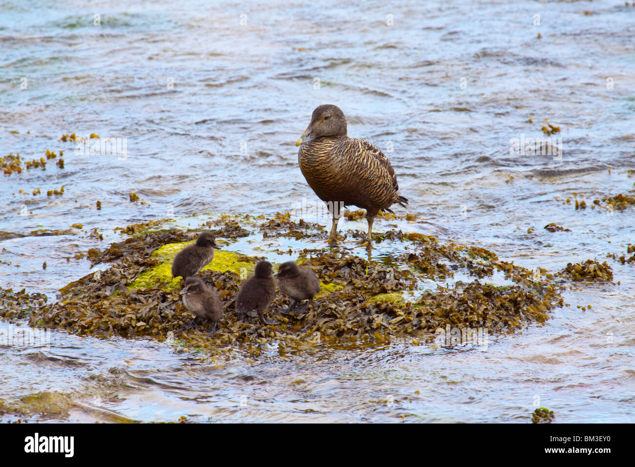 Eider chicks hi-res stock photography and images - Alamy