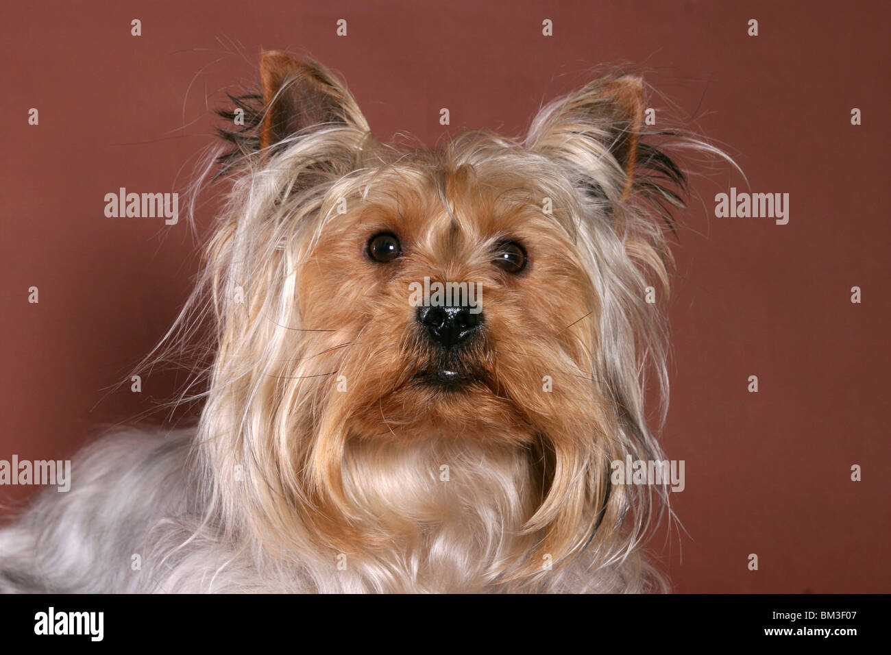 Portrait yorkshire terrier pure breed hi-res stock photography and ...