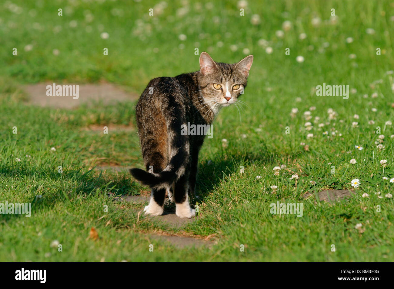 Katze / domestic cat Stock Photo - Alamy