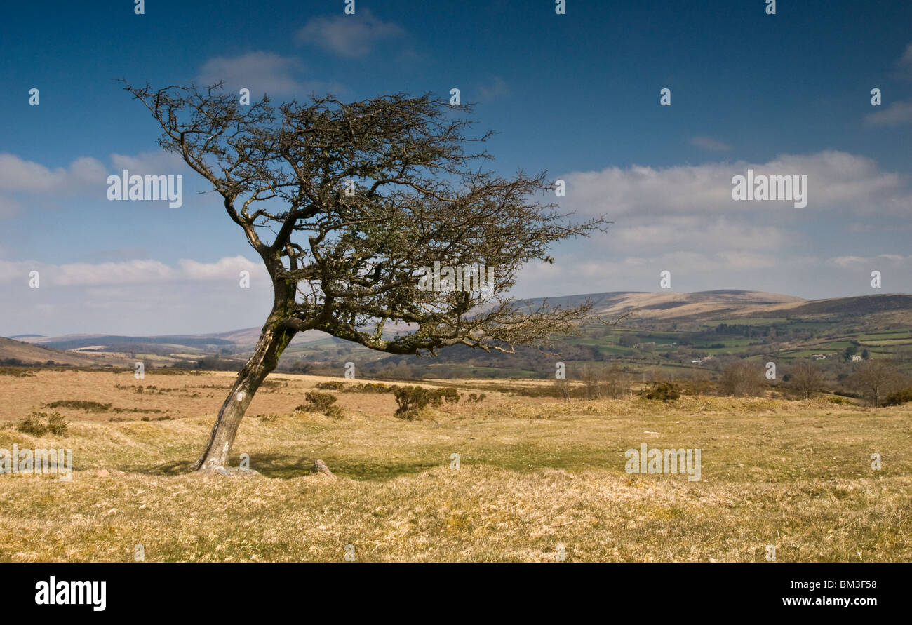 Windswept tree on dartmoor hi-res stock photography and images - Alamy