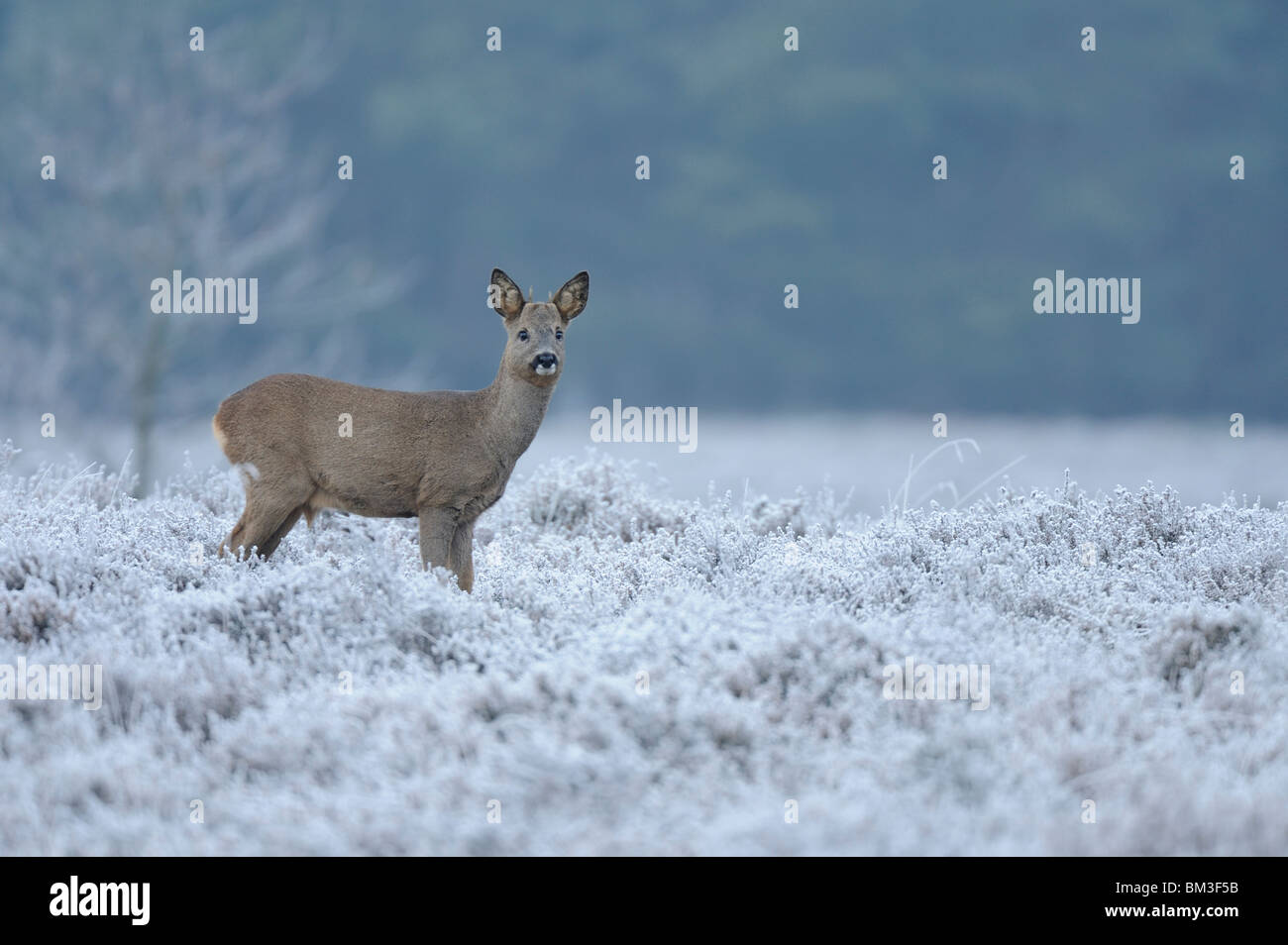 European Roe Deer (Capreolus capreolus). Male juvenile in winter ...