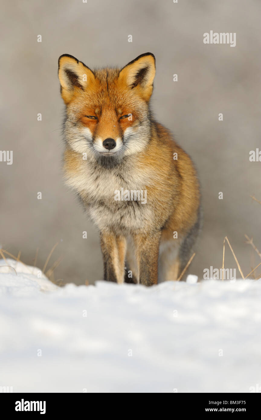 Red Fox (Vulpes vulpes), male squinting its eyes, Netherlands Stock ...