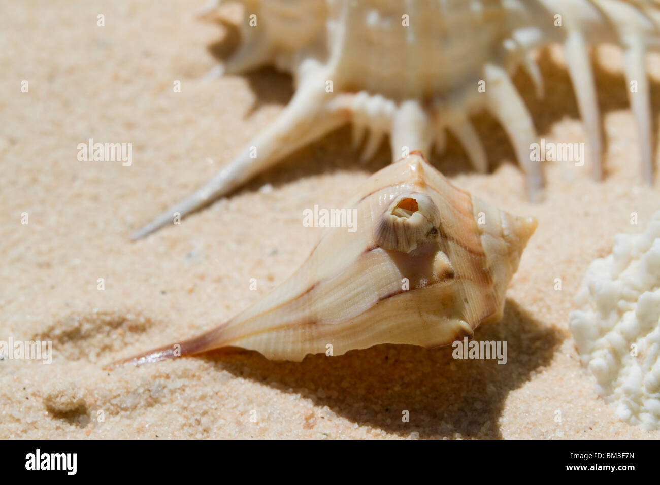 South carolina sea shell hi-res stock photography and images - Alamy