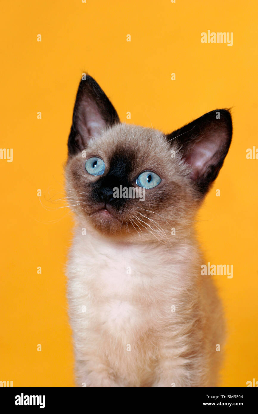 German Rex Kätzchen / German Rex Kitten Stock Photo - Alamy