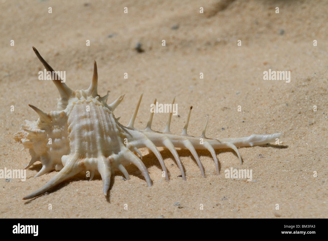 Coastal south carolina hi-res stock photography and images - Alamy