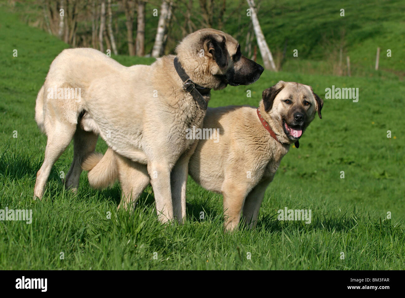 stehende / standing Sivas Kangal Stock Photo - Alamy