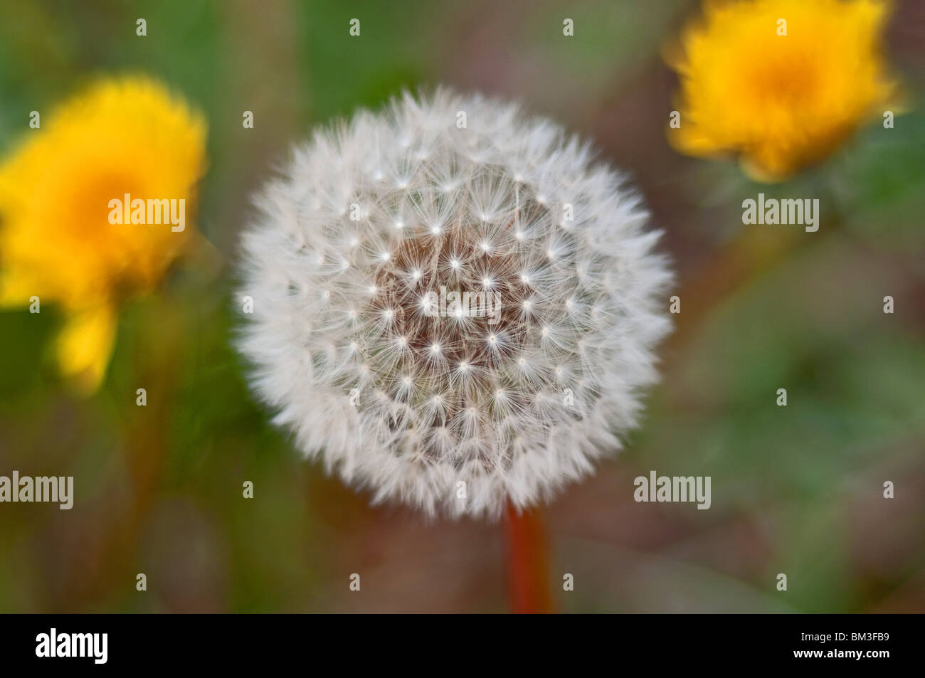 Dandelion wall art hi-res stock photography and images - Alamy