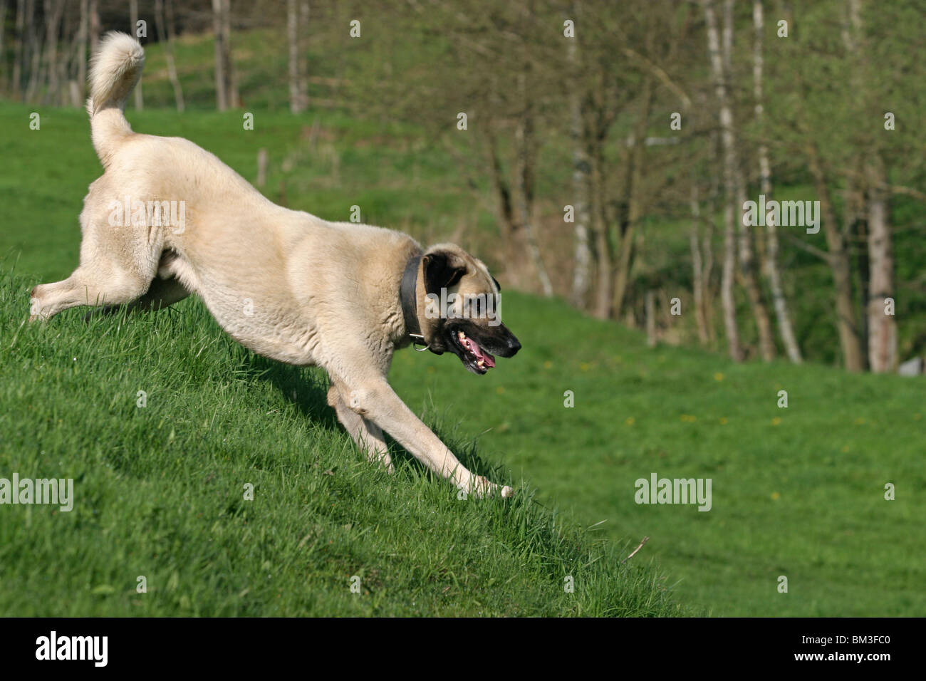 Kangals High Resolution Stock Photography and Images - Alamy