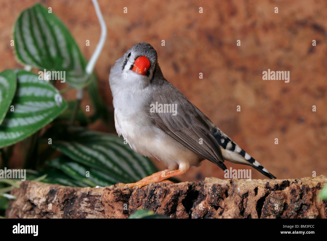 Zebrafink / Zebra Finch Stock Photo - Alamy