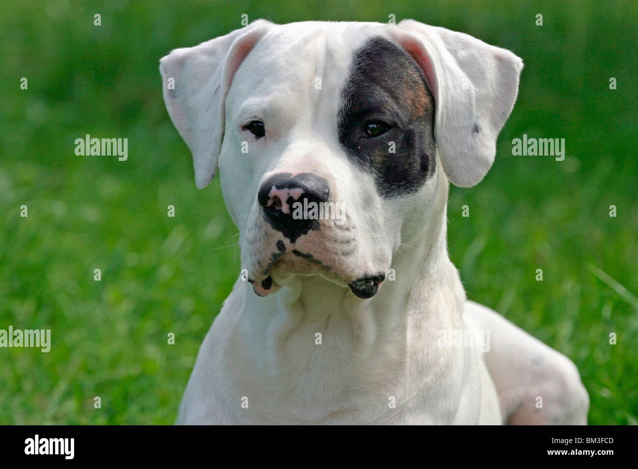 Dogo argentinos hi-res stock photography and images - Alamy