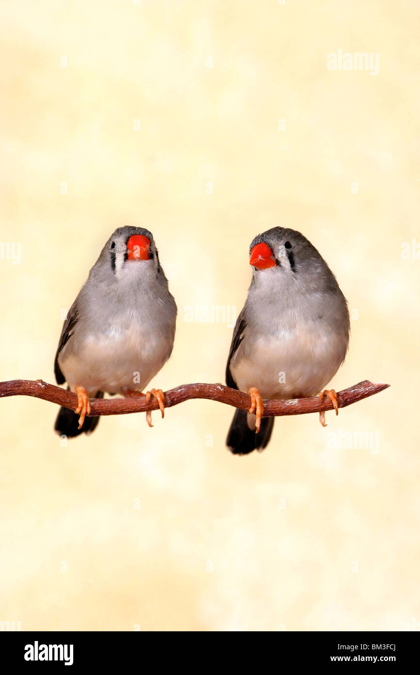 Zebra finches singing hi-res stock photography and images - Alamy