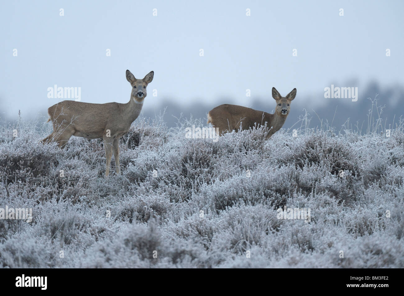 European Roe Deer (Capreolus capreolus). Doe and juvenile in winter ...