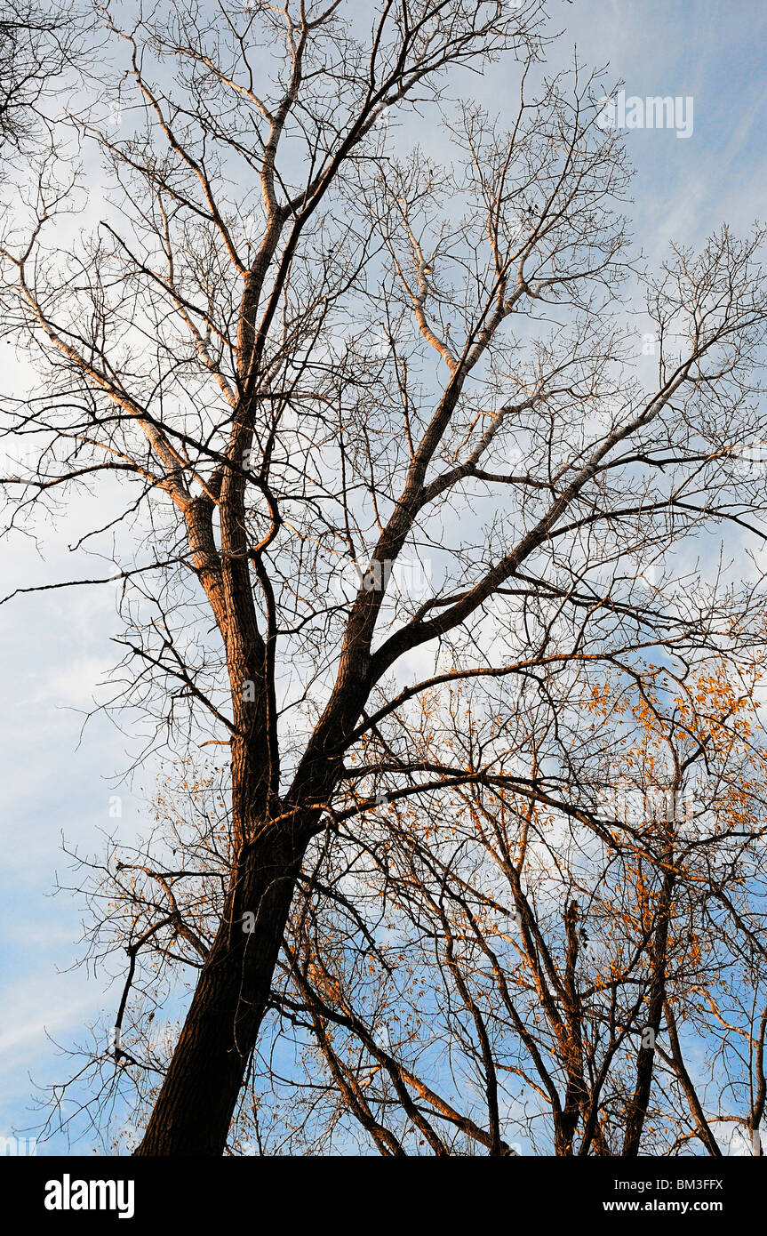 Barren Plants High Resolution Stock Photography and Images - Alamy