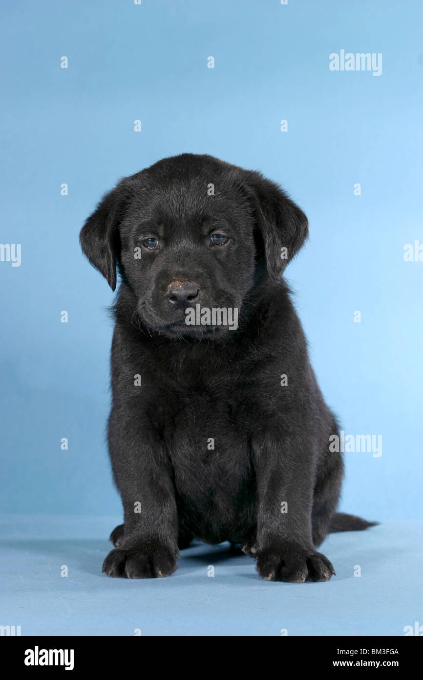sitzender Labrador Welpe / sitting Labrador puppy Stock Photo - Alamy