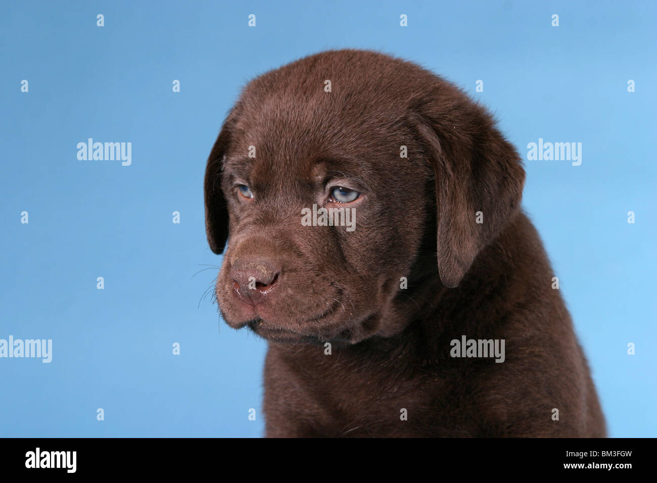 Labrador Welpe / puppy Portrait Stock Photo - Alamy