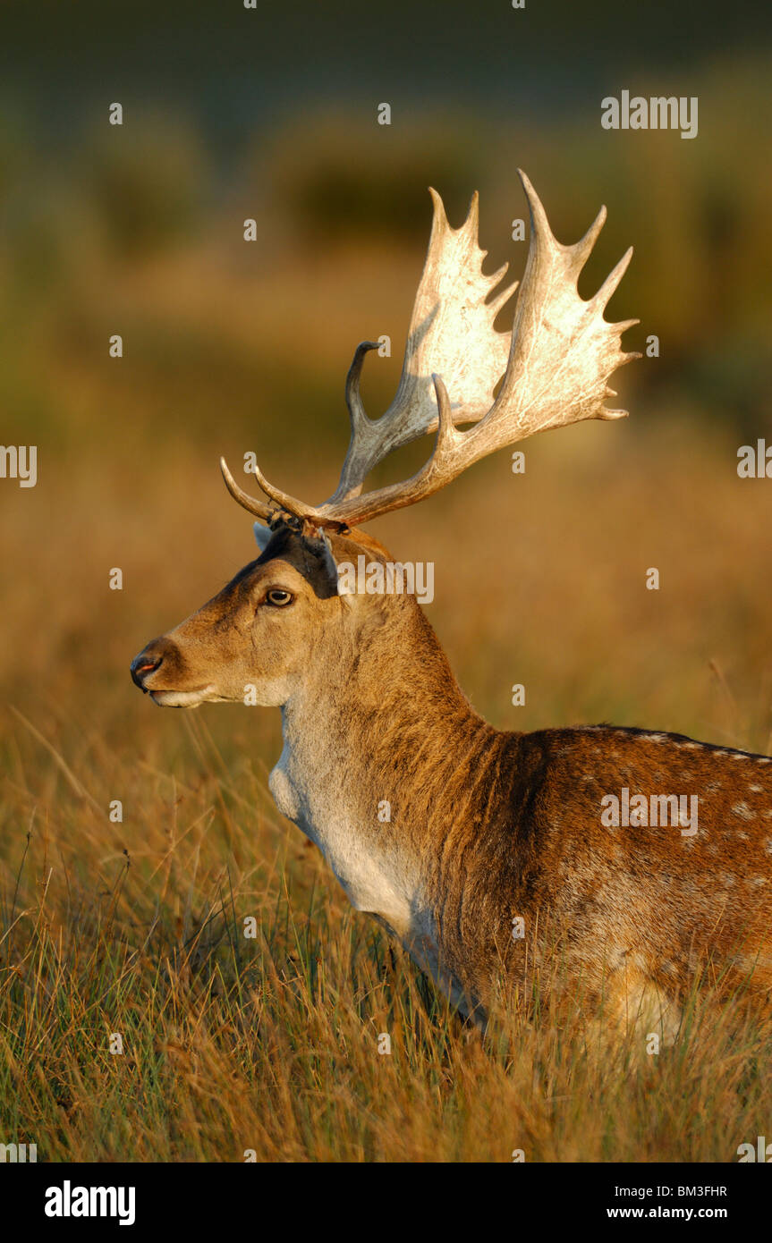 Fallow deer side view profile view hi-res stock photography and images ...