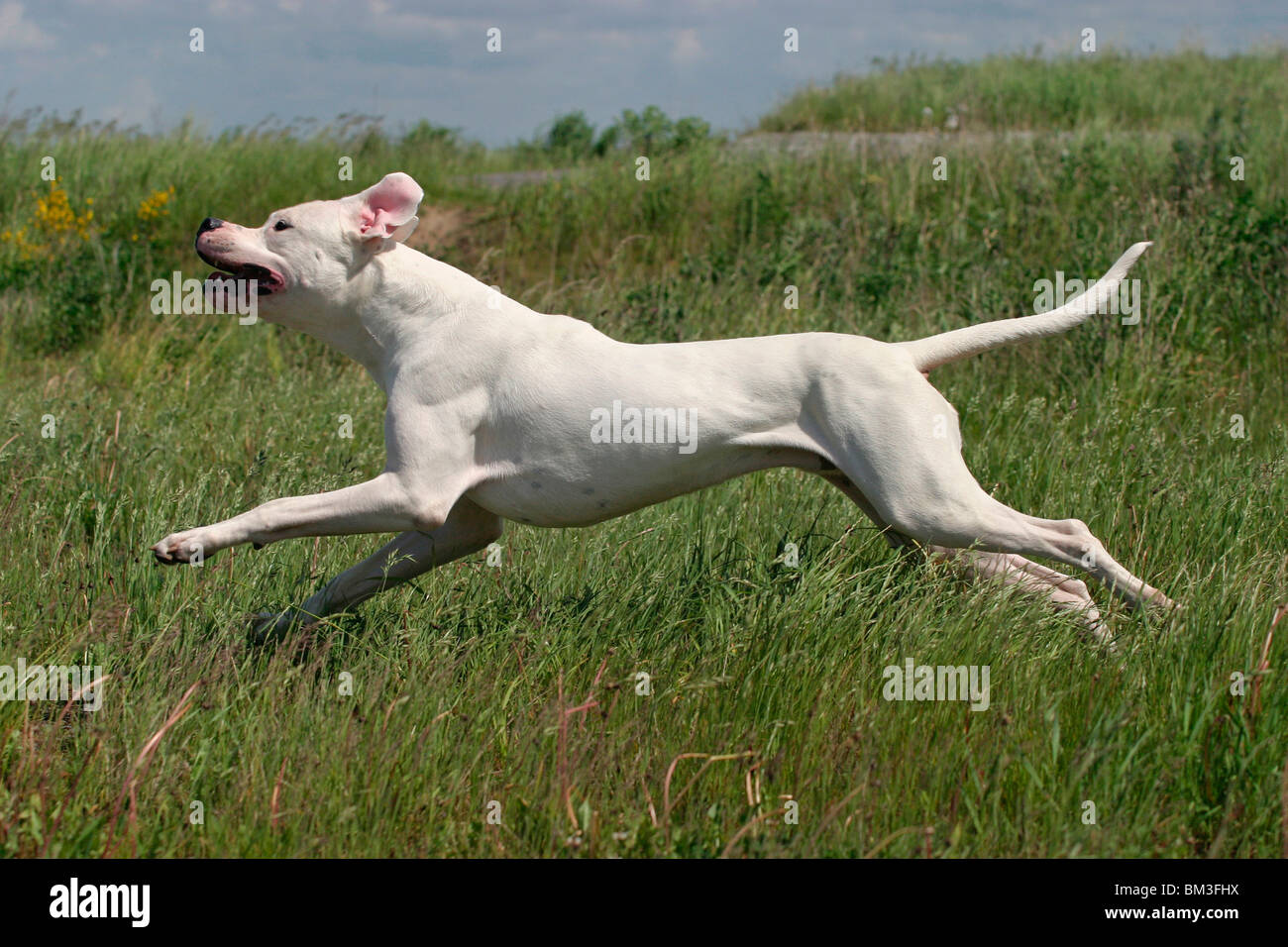 rennender Dogo Argentino / running Dogo Argentino Stock Photo - Alamy