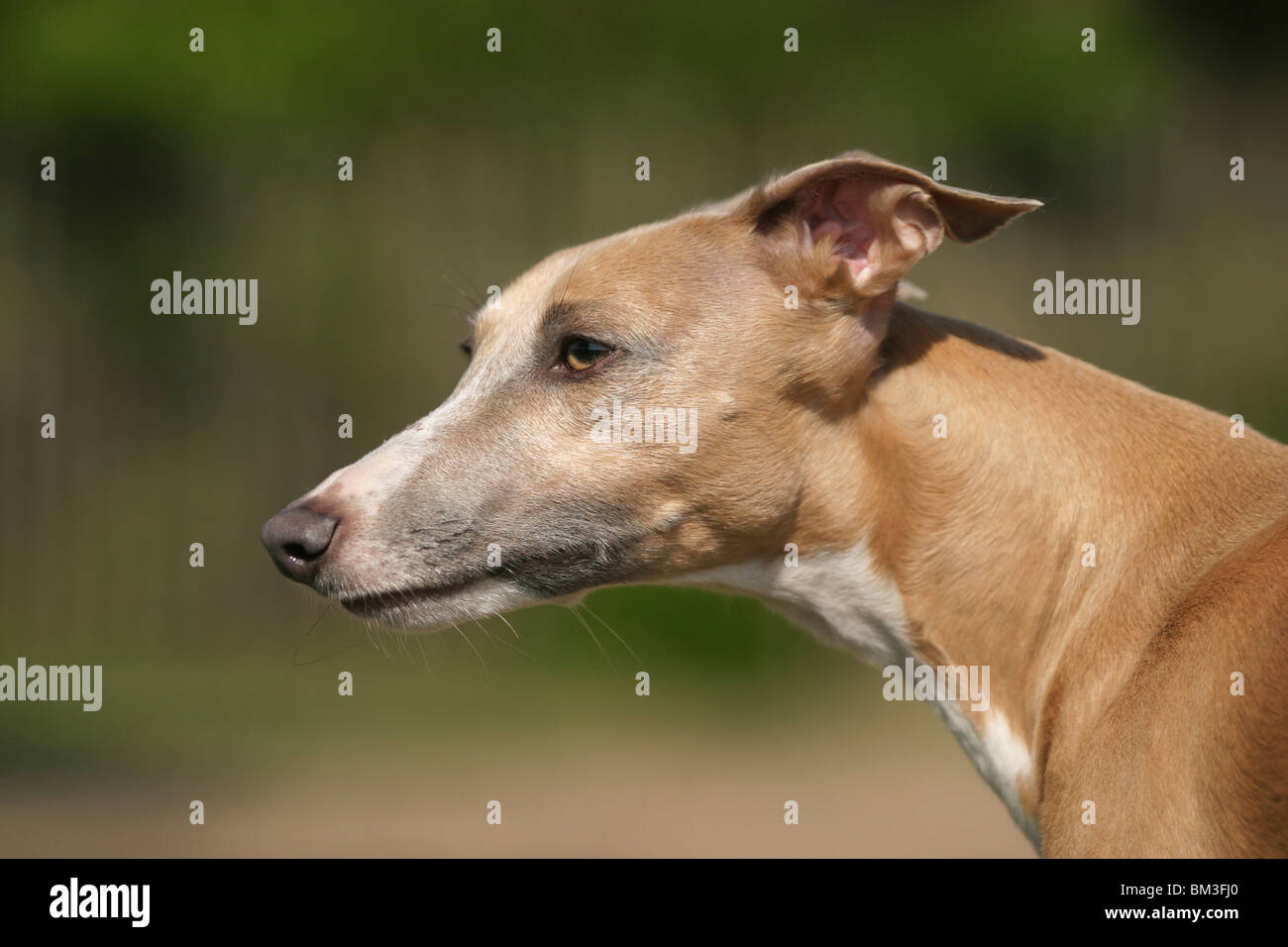 Pure Bred Whippet High Resolution Stock Photography and Images - Alamy