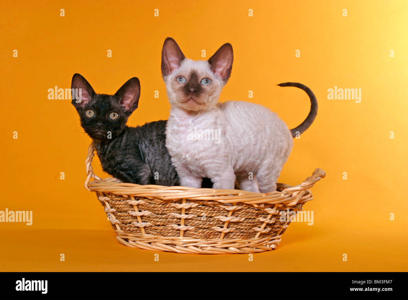 German Rex Kätzchen / German Rex Kitten Stock Photo - Alamy