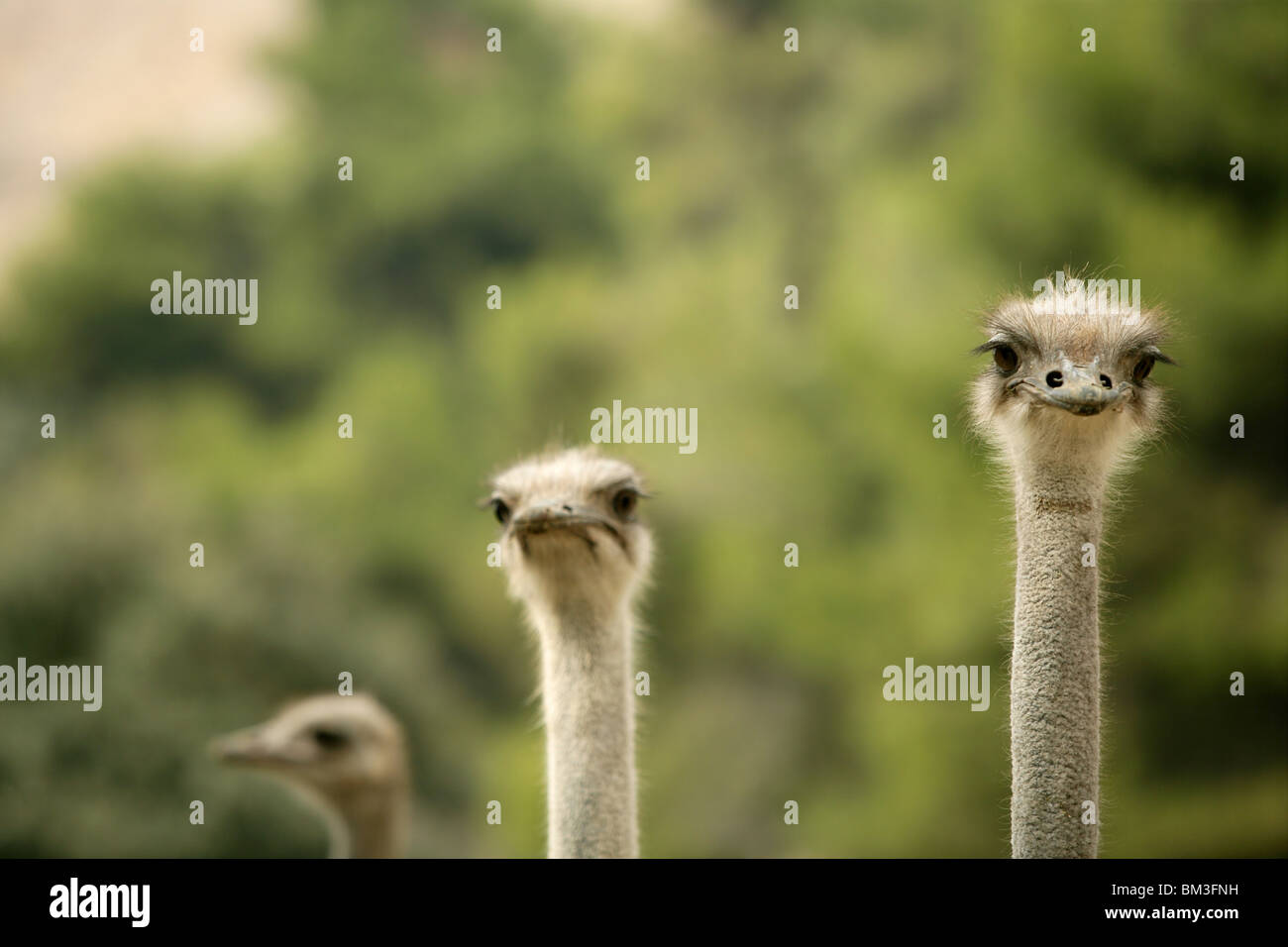 african three ostrich portrait, funny family, green outdoors Stock ...