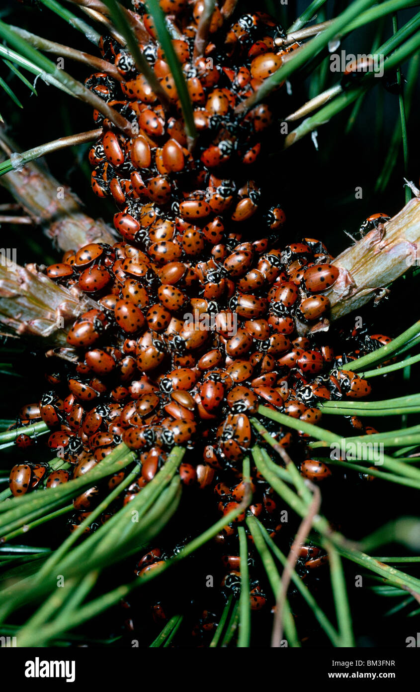 Mass ladybirds hippodamia convergens hi-res stock photography and ...