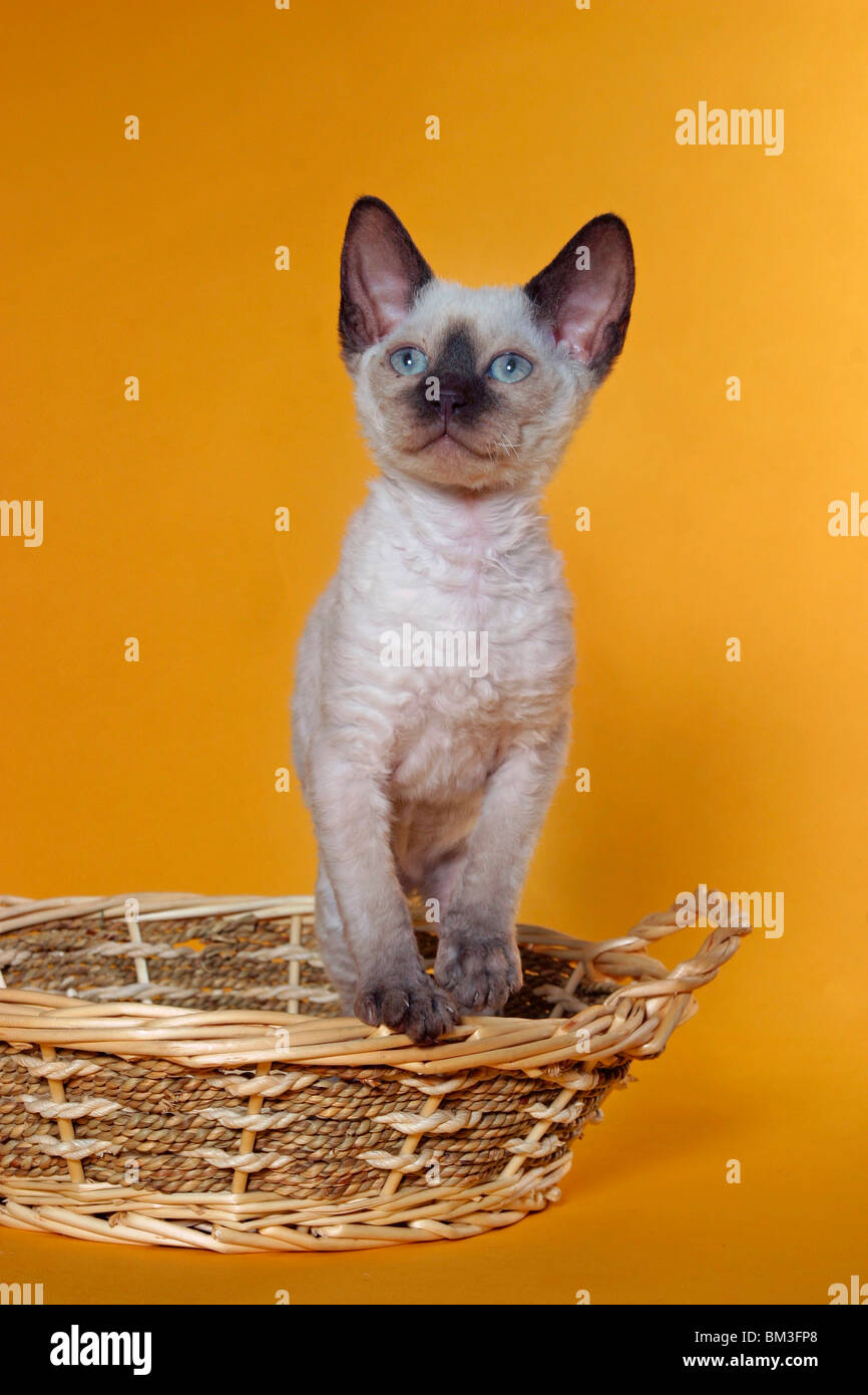 German Rex Kätzchen / German Rex Kitten Stock Photo - Alamy
