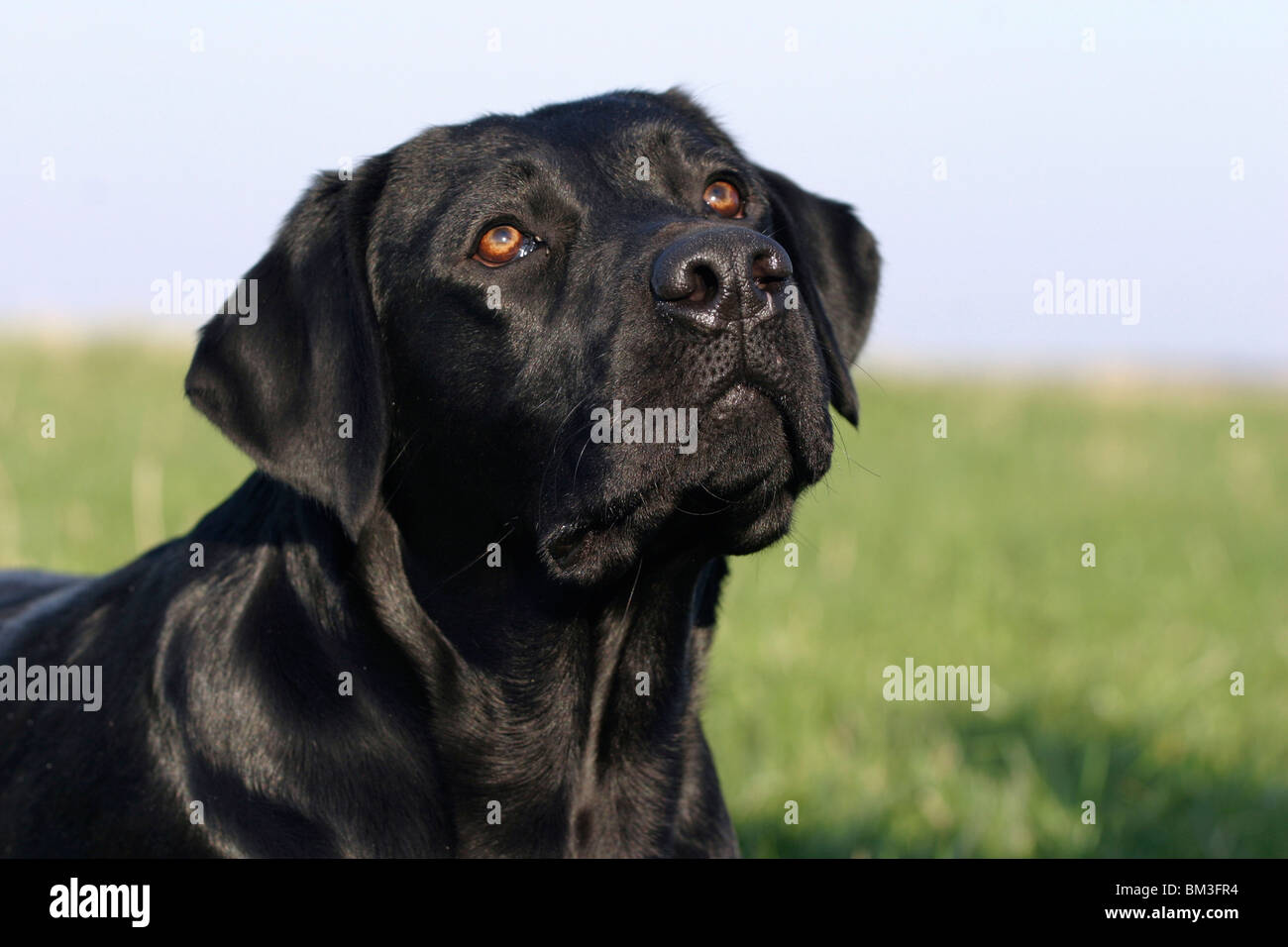 Labrador retriever hund jagdhund hi-res stock photography and images ...