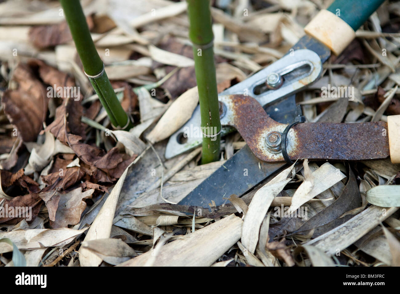 Cut bamboo canes hi-res stock photography and images - Alamy