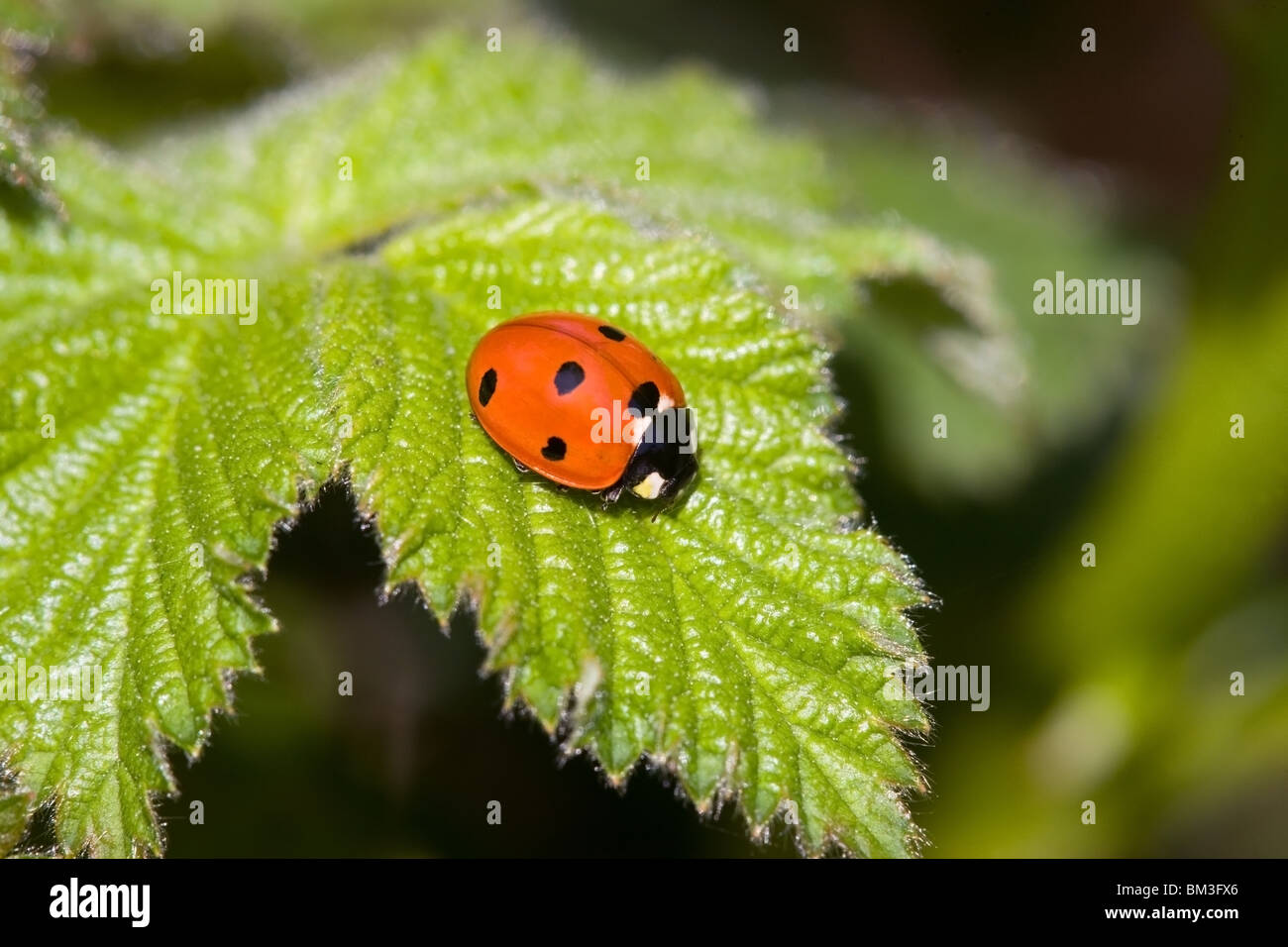 7 punctata hi-res stock photography and images - Alamy