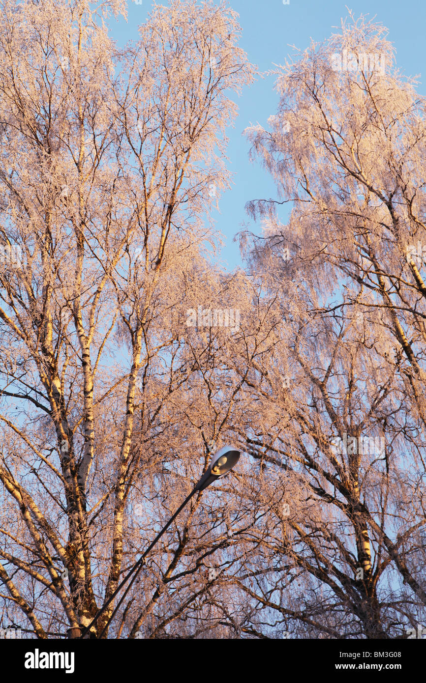 Warm evening sunshine forest tree hi-res stock photography and images ...