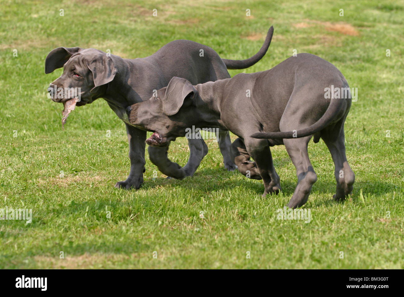 spielende Deutsche Dogge Welpen / playing great dane puppies Stock ...