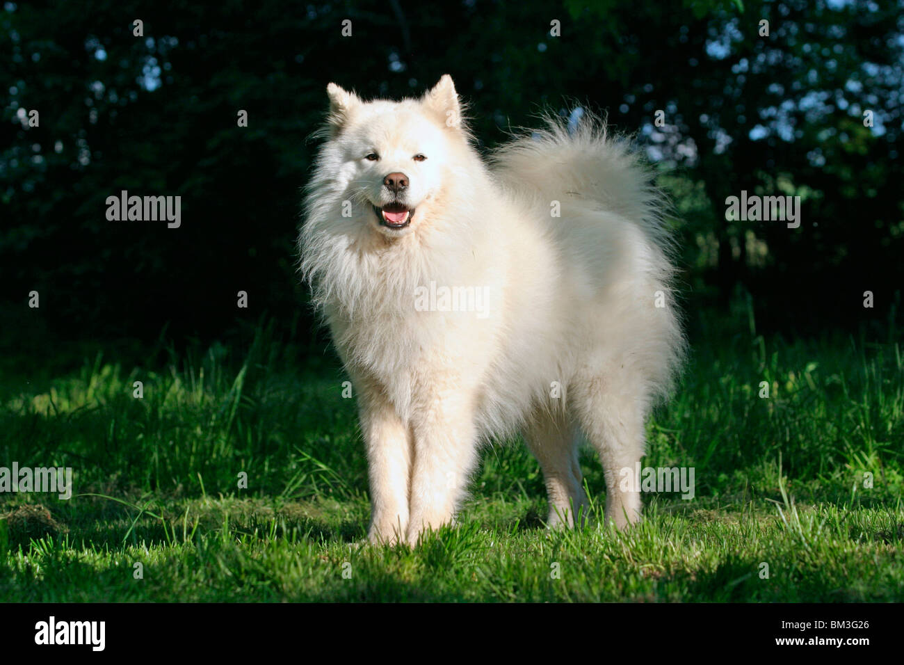 stehender Samojede / standing samoyed Stock Photo - Alamy