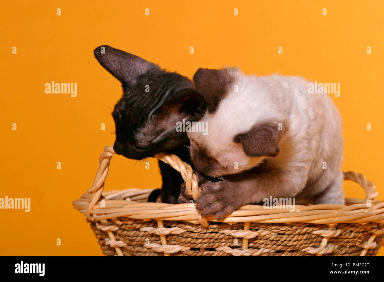 German Rex Kätzchen / German Rex Kitten Stock Photo - Alamy
