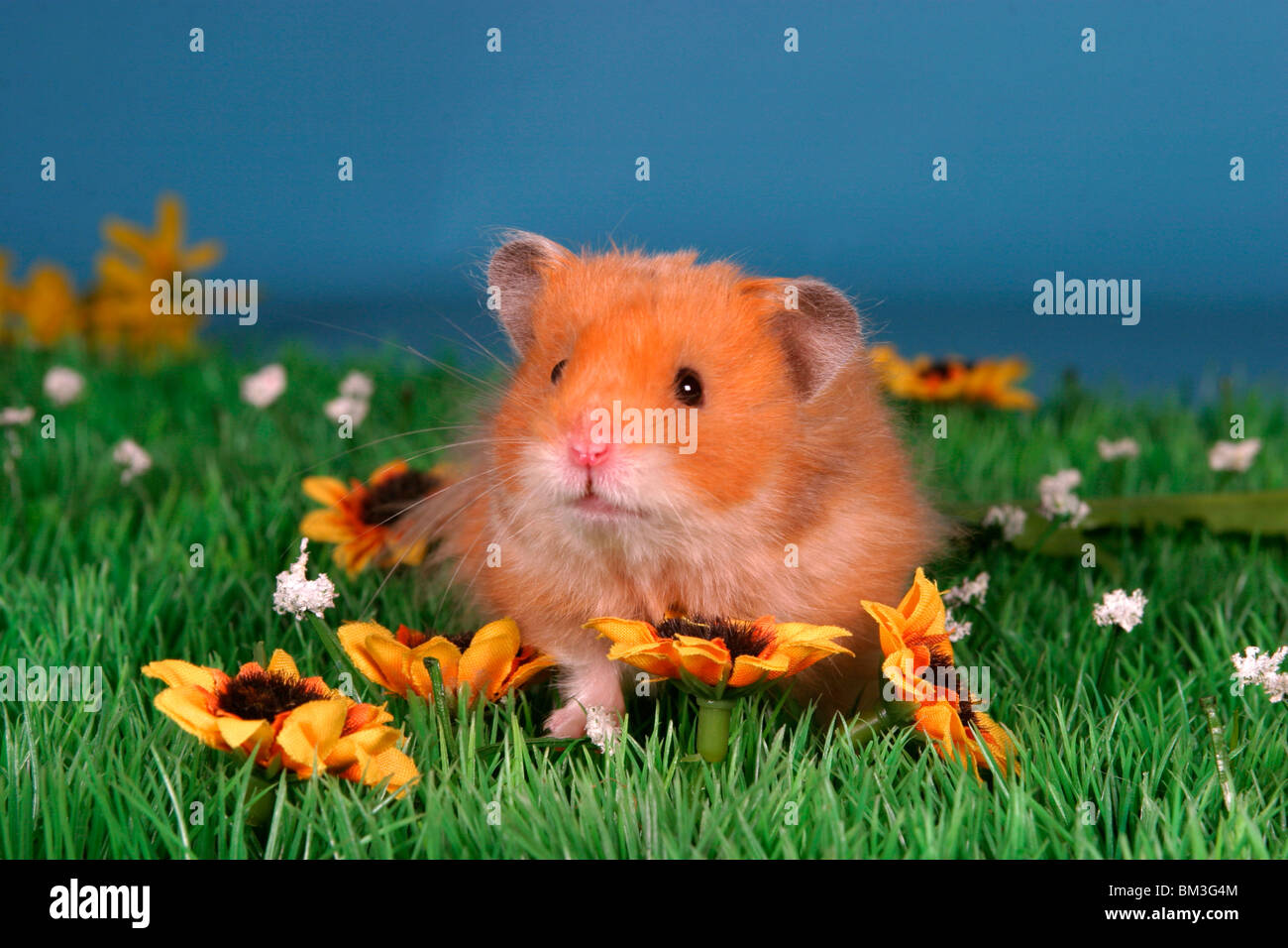 Teddyhamster / hamster Stock Photo - Alamy