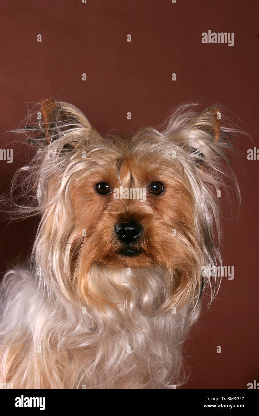 Yorkshire Terrier Portrait Stock Photo - Alamy
