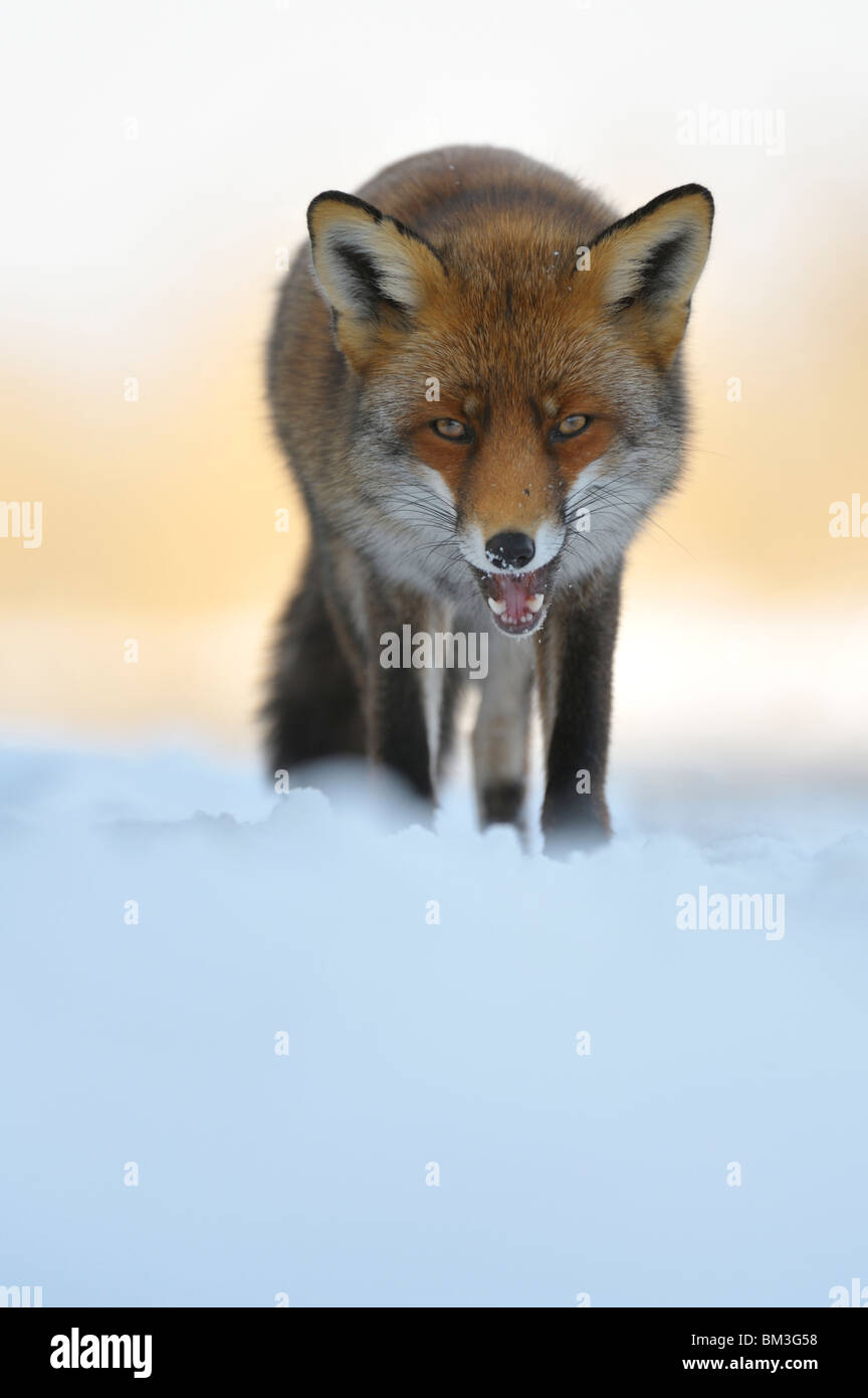 Fox mouth open hi-res stock photography and images - Alamy