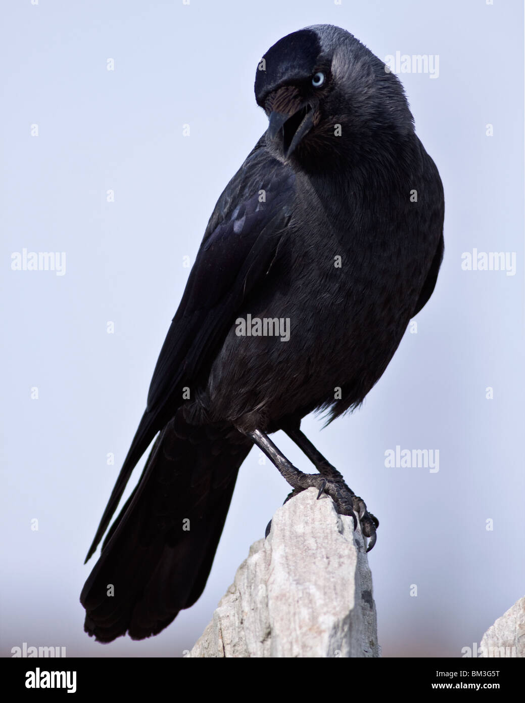 Jackdaw in Wales Stock Photo - Alamy