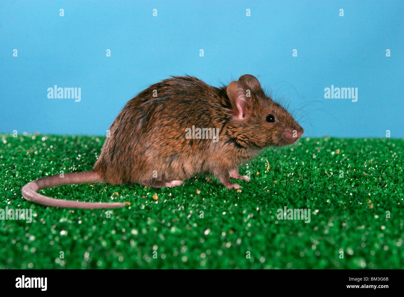Maus / mouse Stock Photo - Alamy